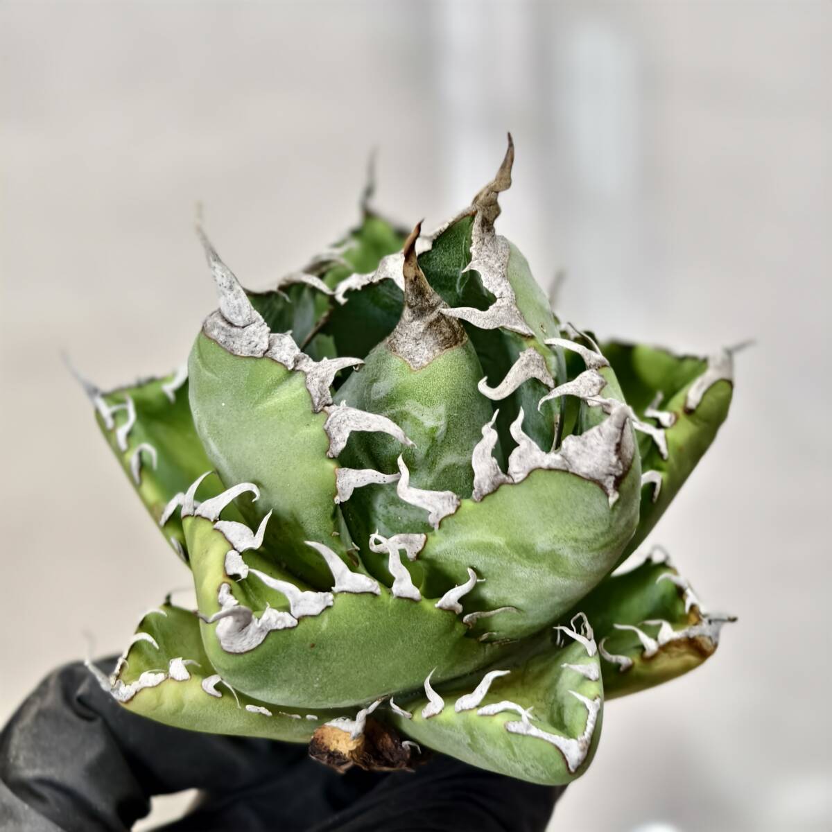 Yahoo!オークション - F245アガベ チタノタ 美杜莎 /検 青犀 清櫻 スー...