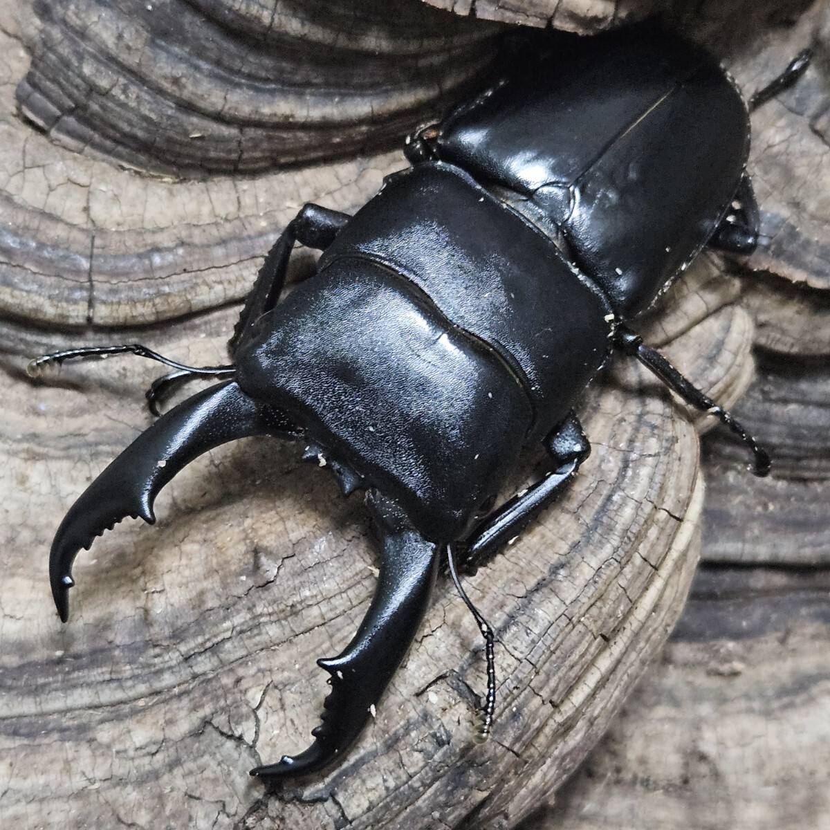 Yahoo!オークション - ウンナンヒラタ 新成虫ペアCBF1 【土日発送】