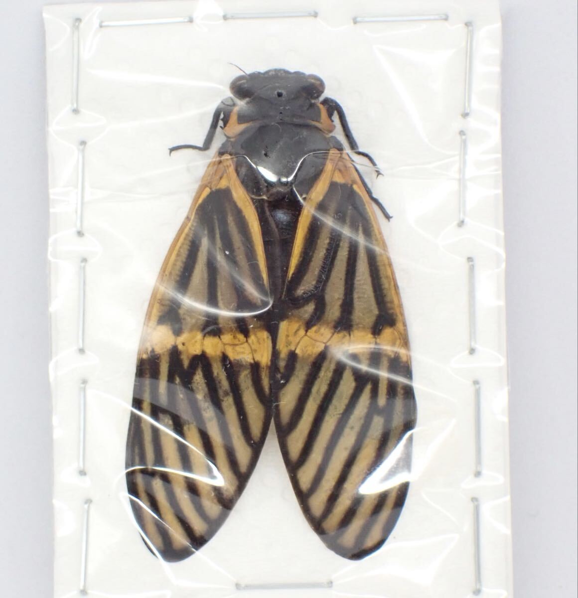 Yahoo!オークション - 昆虫標本 ベトナム産 No.1728 セミの一種