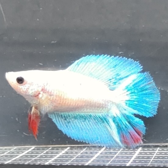 Yahoo!オークション - F266 即決【メス ファンシー ハーフムーン ...