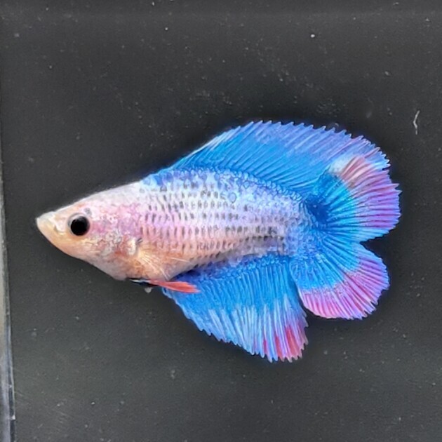 Yahoo!オークション - F224 体短め【メス ターコイズグリッセル ハ...