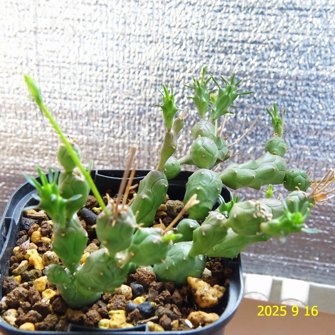 Yahoo!オークション - G373 ユーフォルビア【 グロボーサ 】検索/ハオ...