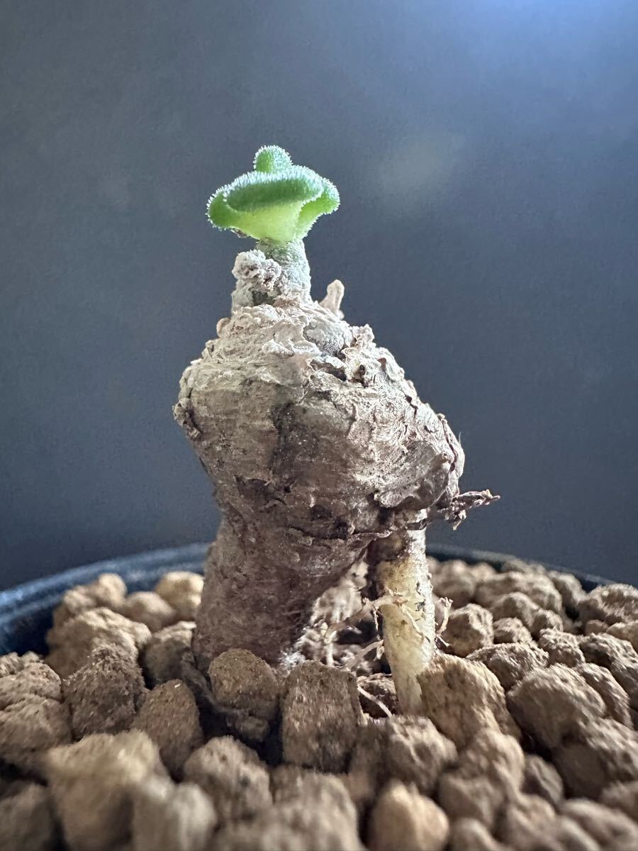 Yahoo!オークション - No493 特選 多肉植物 チレコドン プシラス Tylec...