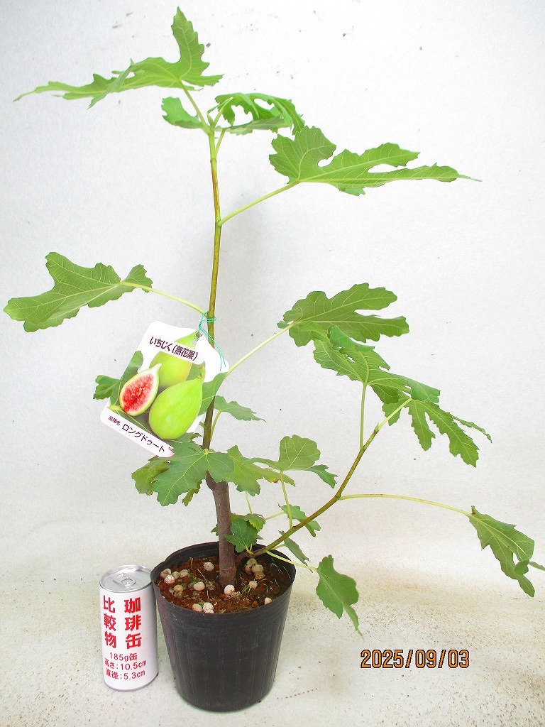 Yahoo!オークション - [野風苗木流通]イチジクの苗木 ロングドゥート(9...