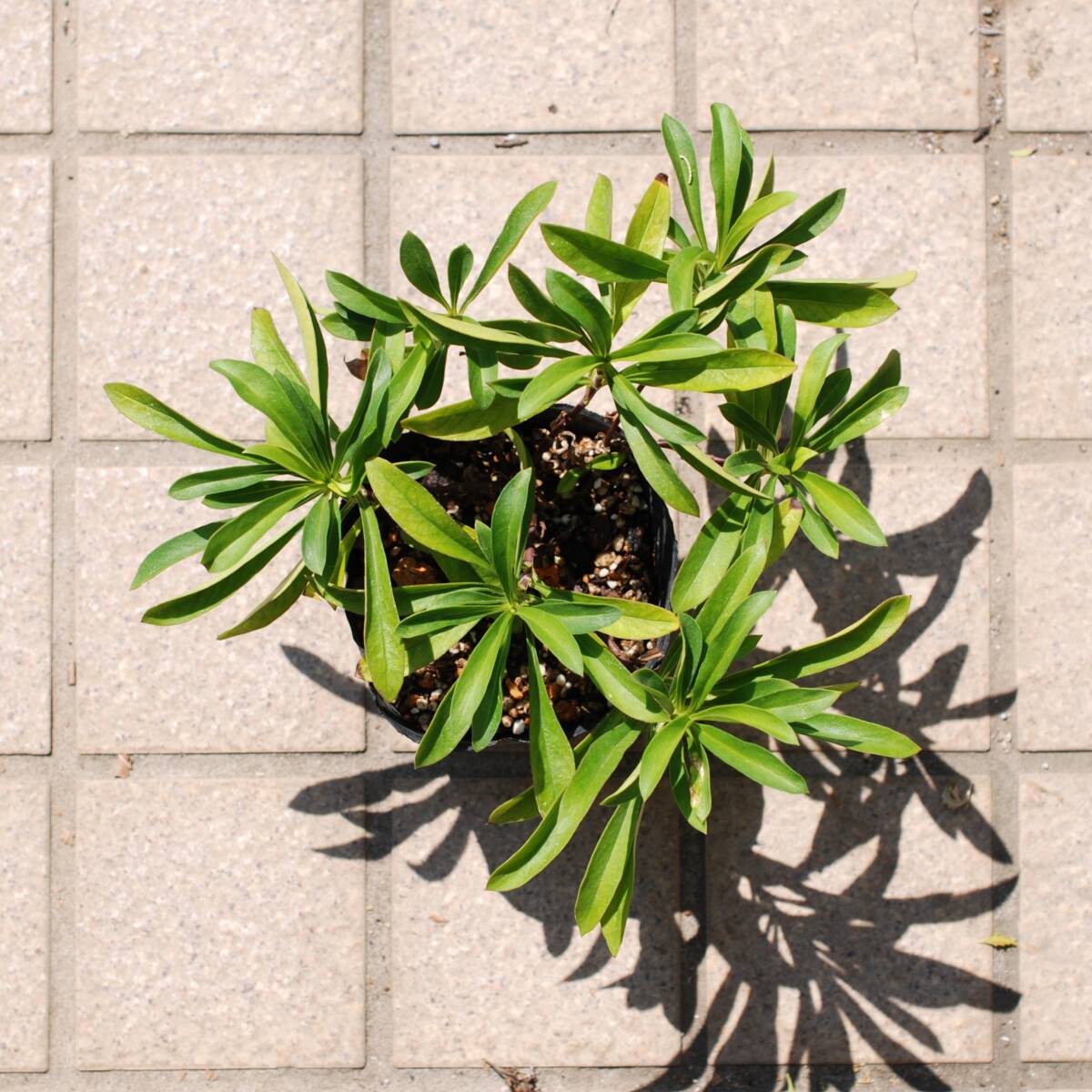 Yahoo!オークション - 【強健】 フロックス カロライナ ビルベーカー ...