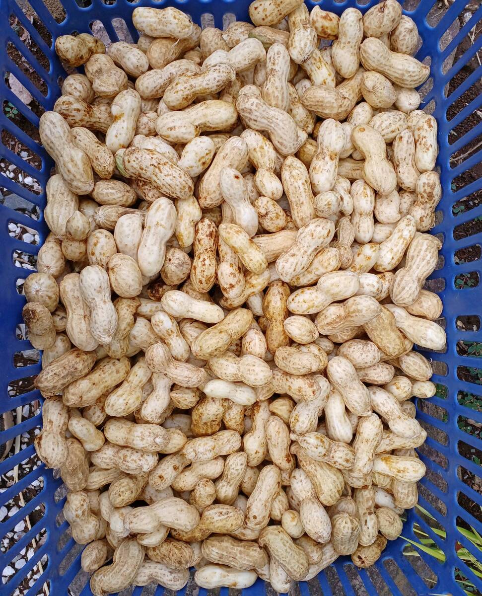 Yahoo!オークション - おおまさり 送無 2kg