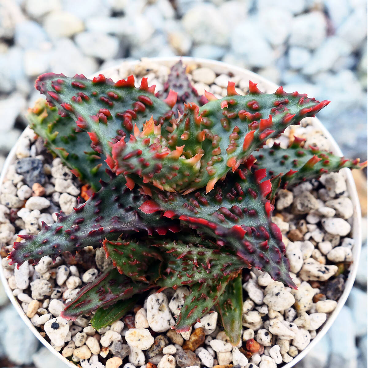 Yahoo!オークション - アロエ TCT ハイブリッド グロリアス ドラゴン ...