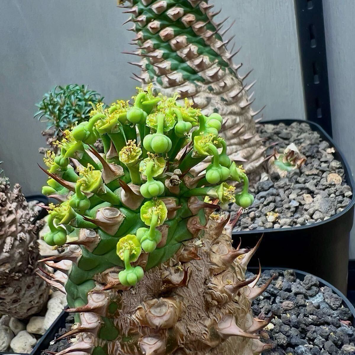 Yahoo!オークション - ユーフォルビア サピニー 種子 5粒 7月採取 euph...