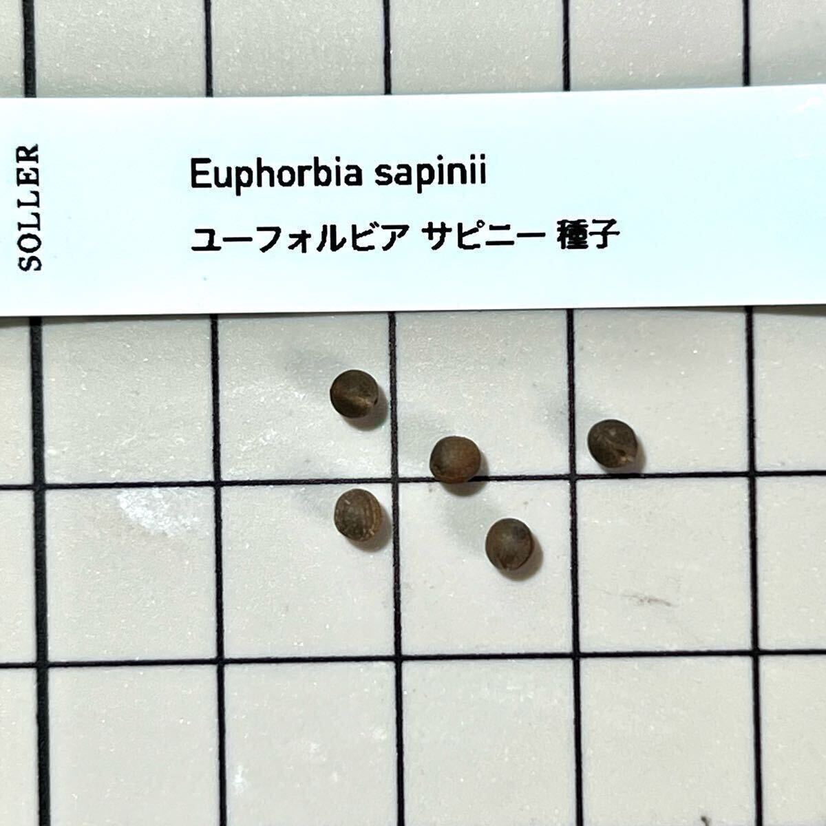 Yahoo!オークション - ユーフォルビア サピニー 種子 5粒 7月採取 euph...