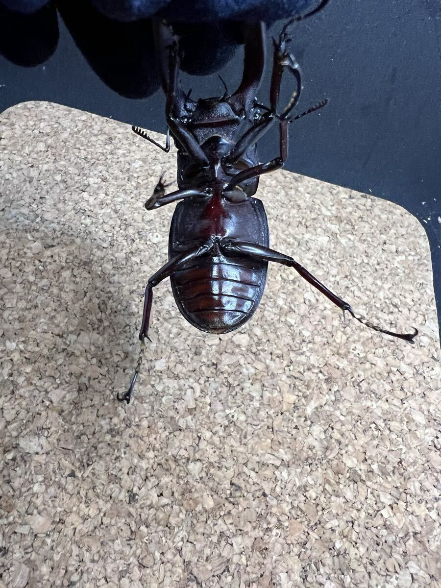 Yahoo!オークション - ラスト WF1 マンディブラリスフタマタ（スマトラ...