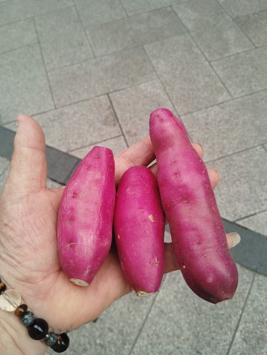 Yahoo!オークション - 宮崎さつまいもホクホクタイプ約1 6kg 15個前...