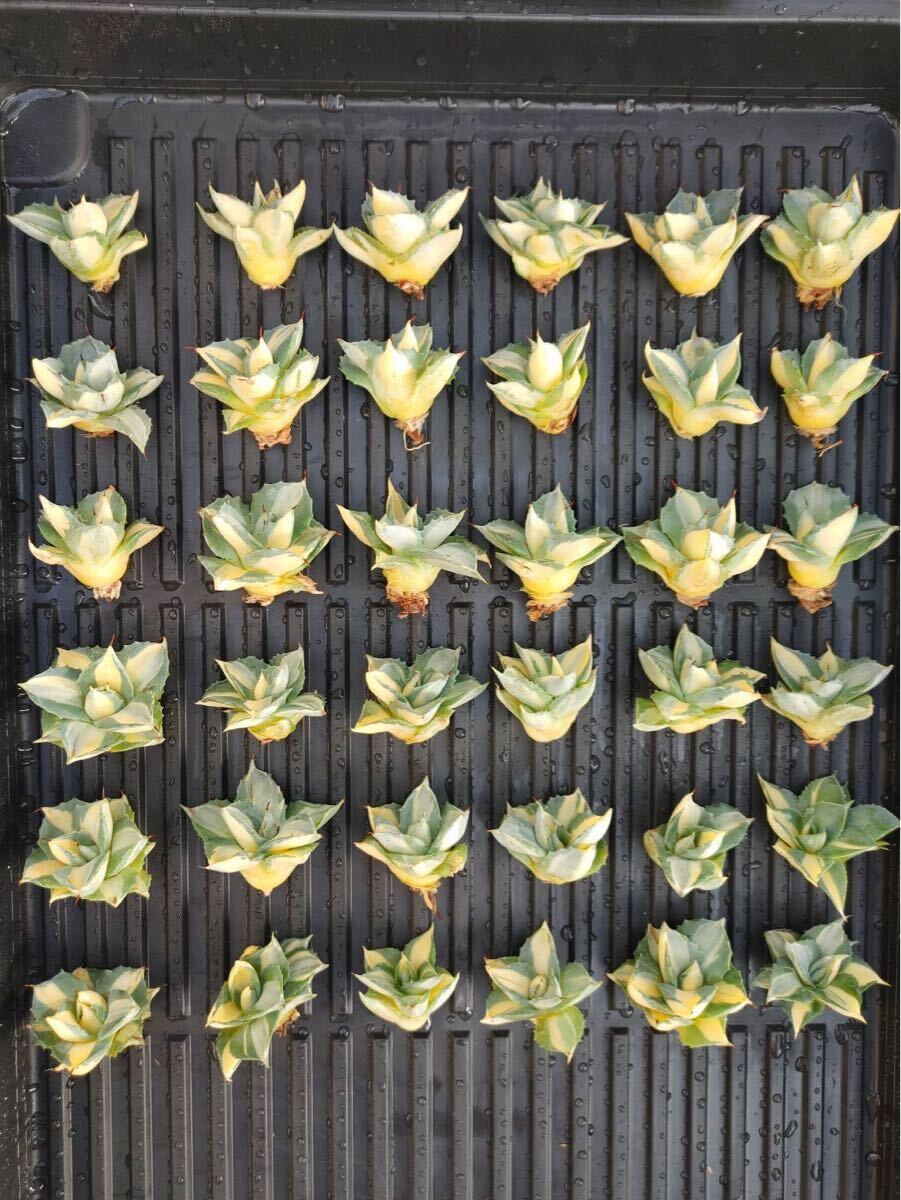 Yahoo!オークション - 【Omc Labo】特選1 アガベ王妃雷神36株 斑入り ...