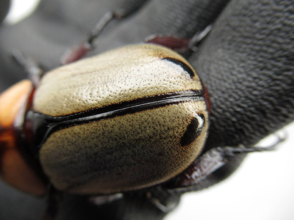 Yahoo!オークション - B042 ヨツボシヒナカブト 即ブリ 成虫♂