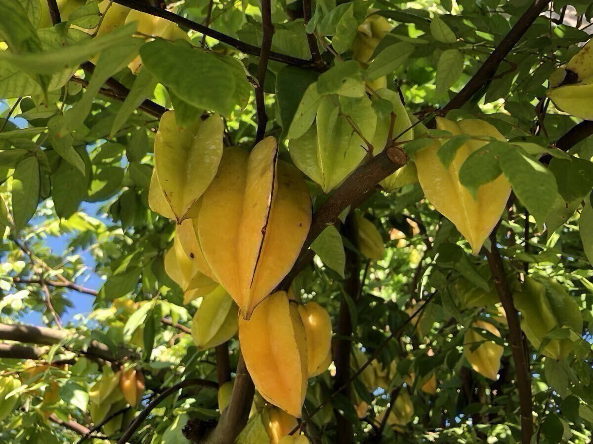 Yahoo!オークション - スターフルーツ苗木 Y85 ゴレイシ苗 star fruit...