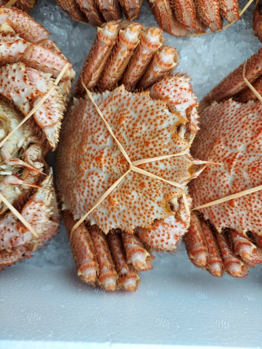 Yahoo!オークション - 特売大毛がに310g位(足欠 足折キズ)1匹948円即決