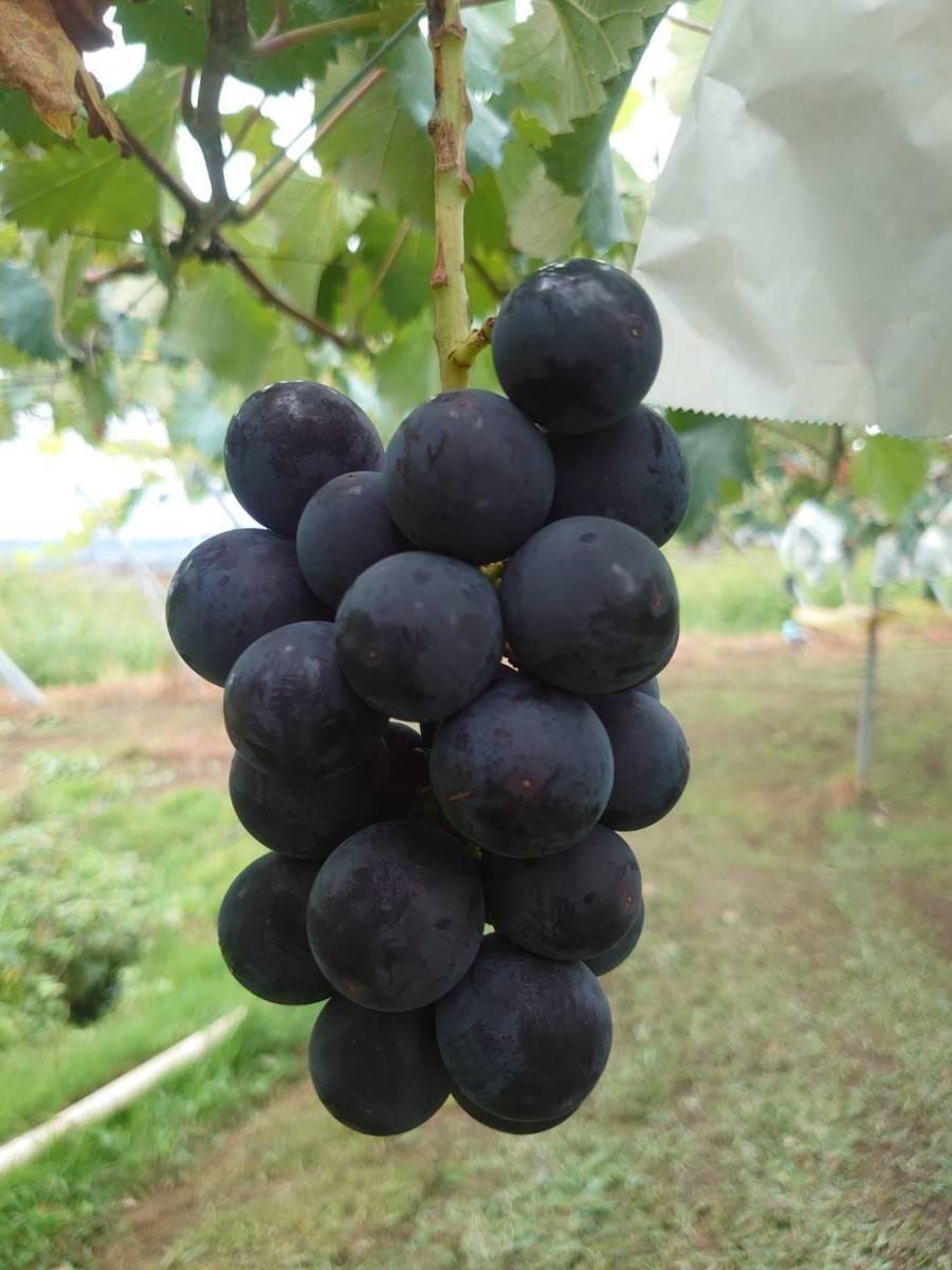 Yahoo!オークション - 種なし巨峰 長野県産 1.8kg 3〜5房程度 家庭...