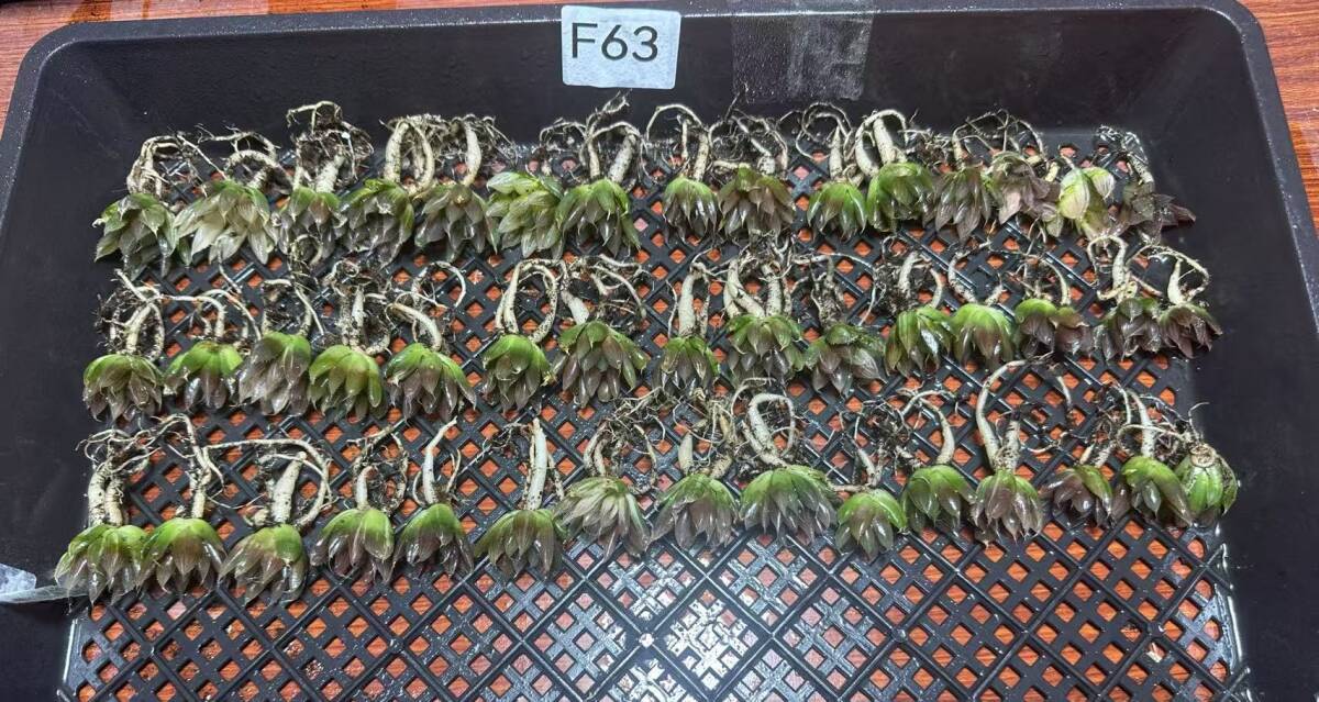 Yahoo!オークション - F63 多肉植物 ハオルチア ハオルシア 針管錦 糊...