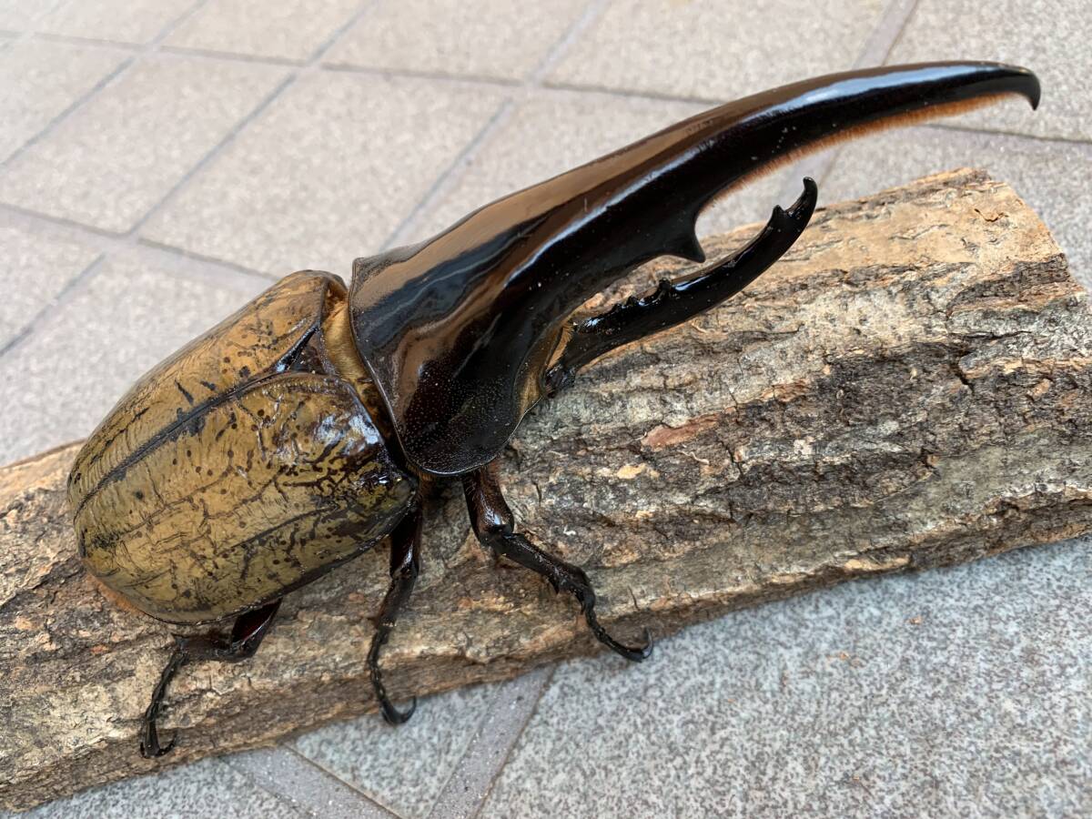 Yahoo!オークション - 【Shinn】DHヘラクレス （FF162FOX.0F136FOX-vol...