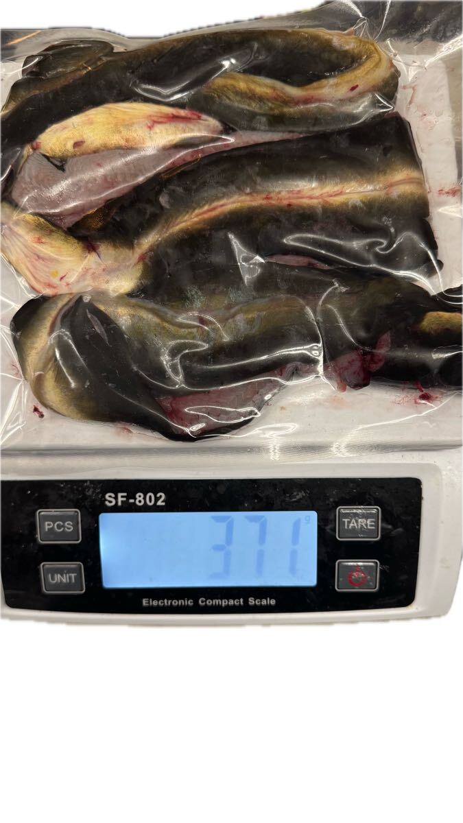 Yahoo!オークション - 天然 うなぎ 鰻 ウナギ 3匹 371g 相模川産