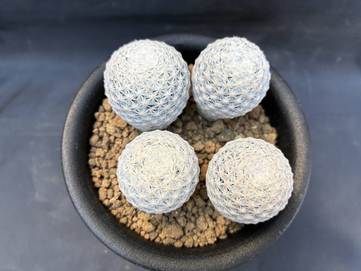 Yahoo!オークション - サボテン・多肉植物 C34 白鳥