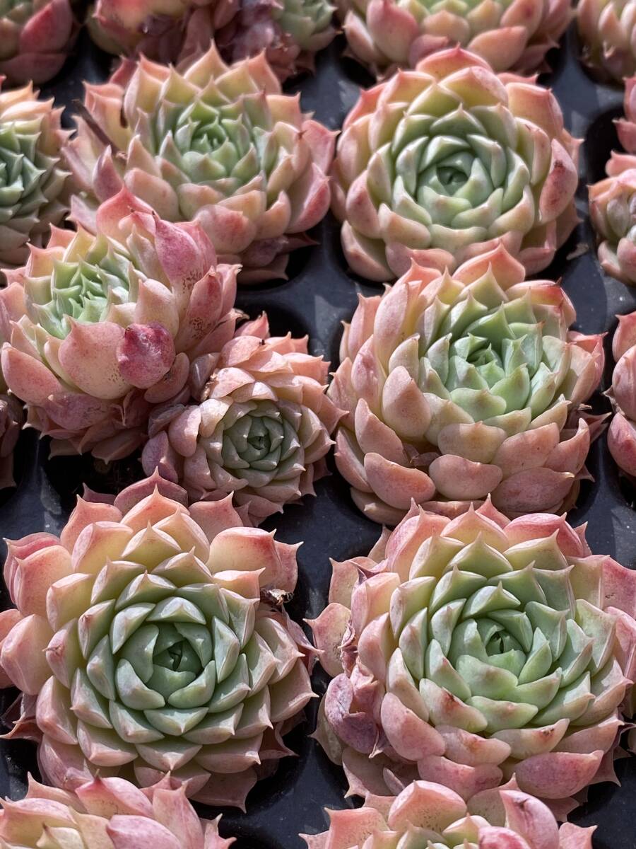 Yahoo!オークション - 105株D315多肉植物 エケベリア朱砂痣サボテン 観...