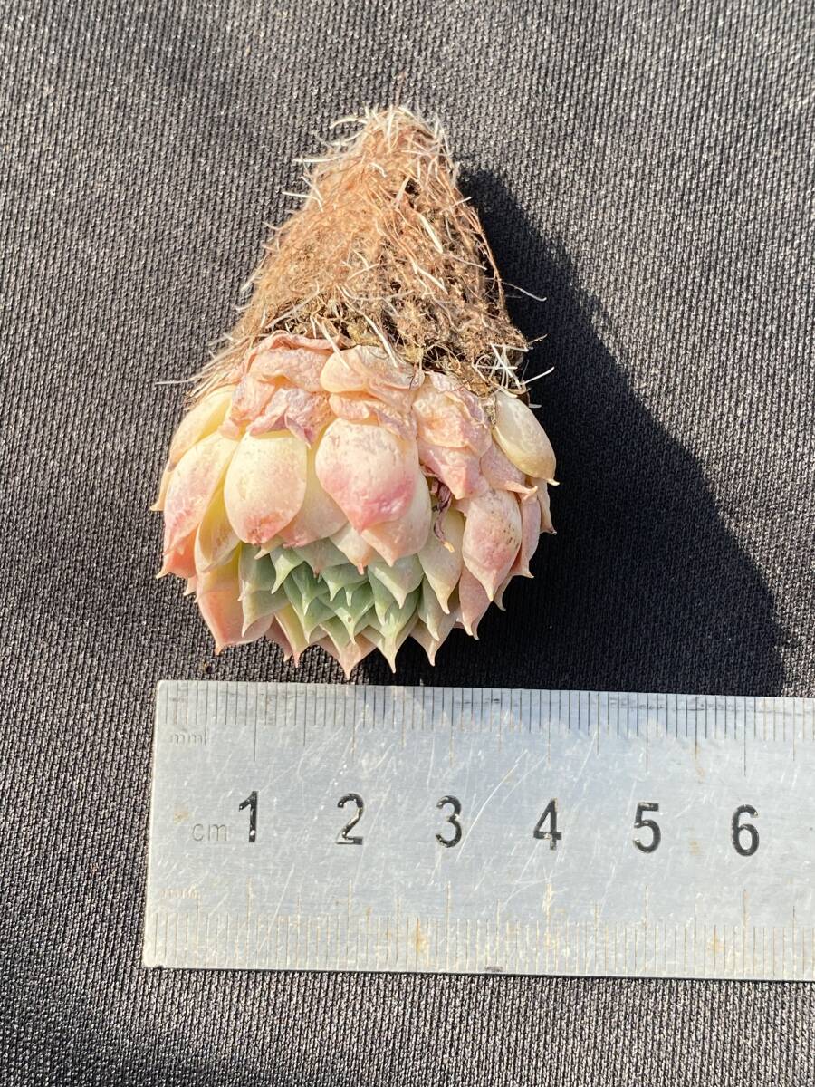 Yahoo!オークション - 105株D315多肉植物 エケベリア朱砂痣サボテン 観...