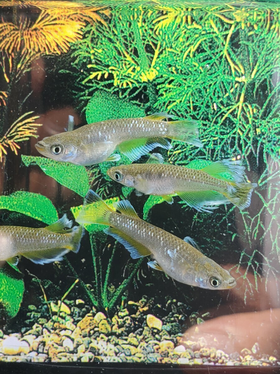 Yahoo!オークション - SASAメダカ フロマージュキッシング 若魚25匹