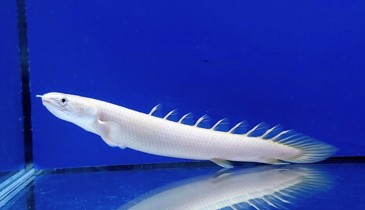 Yahoo!オークション - AQUASHOPアクアランド 【厳選】スノーホワイト ...