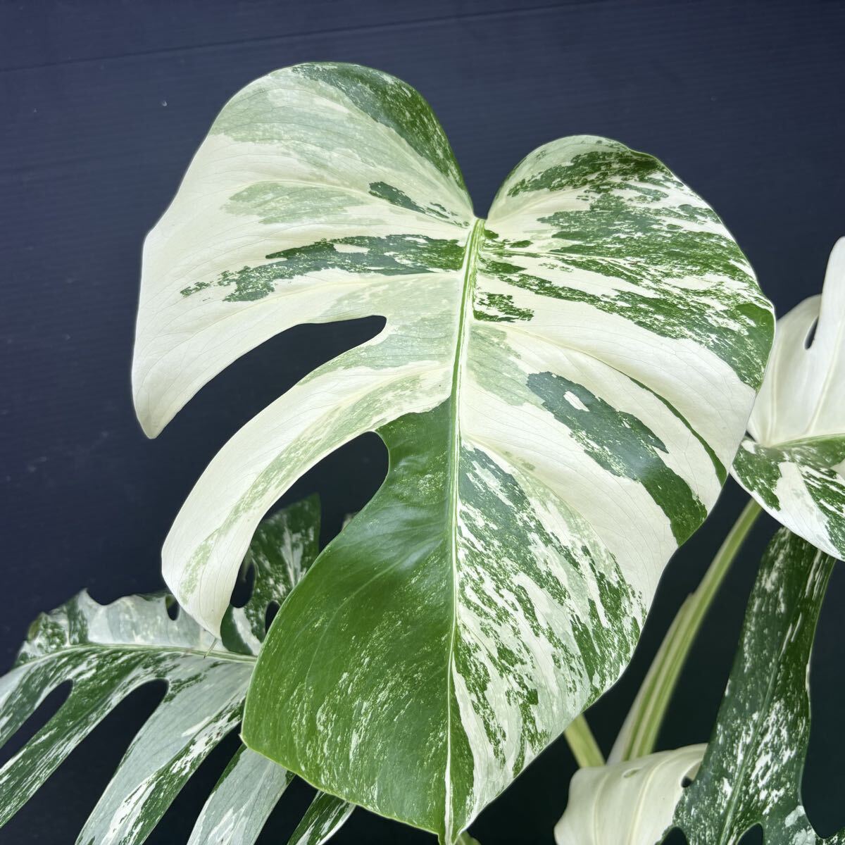 Yahoo!オークション - 斑入りモンステラ 大型 5号株 h70cm