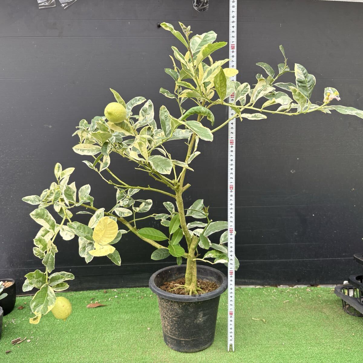 Yahoo!オークション - 爽やかなレモン 実付レモン ピンクレモネード ...