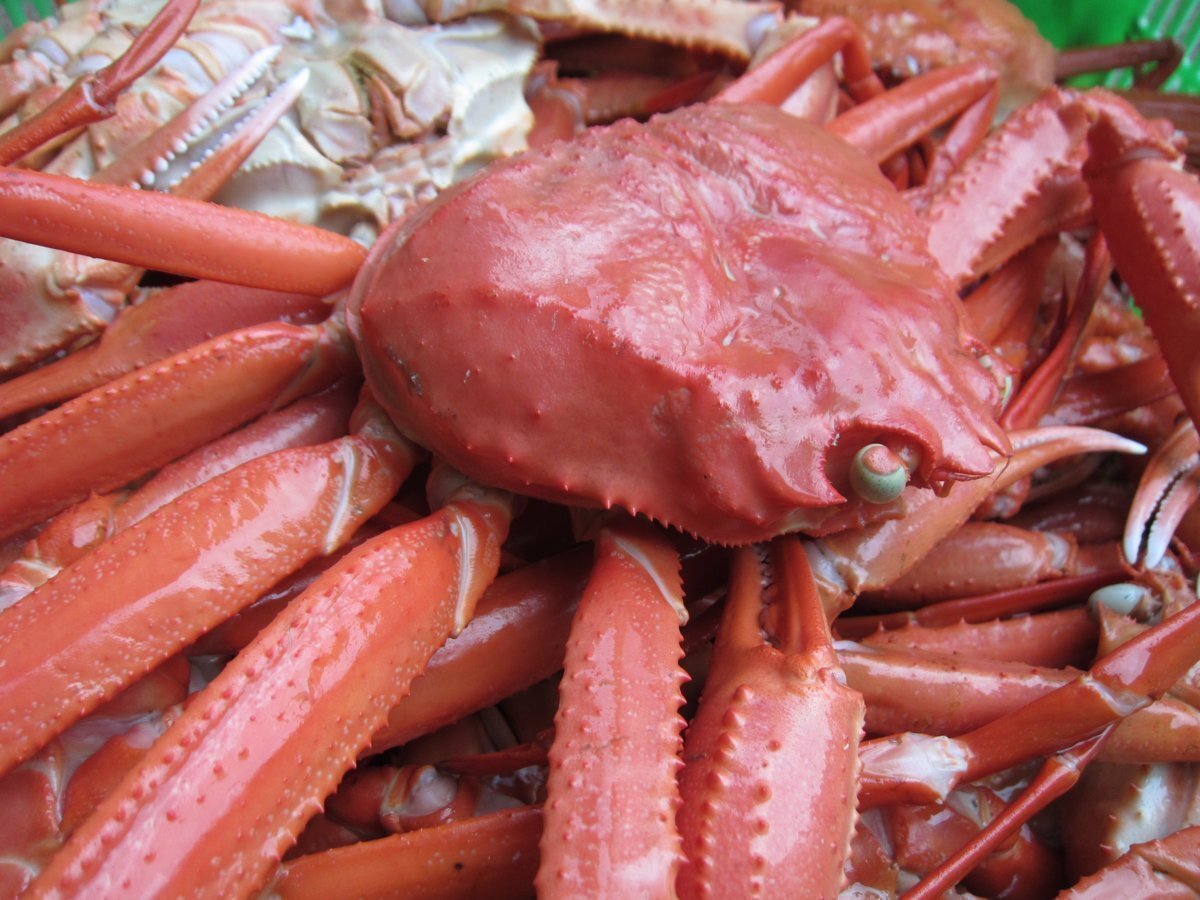 Yahoo!オークション - 10本 釜揚げ直送 【最大級5L】（1尾600-800g）.....