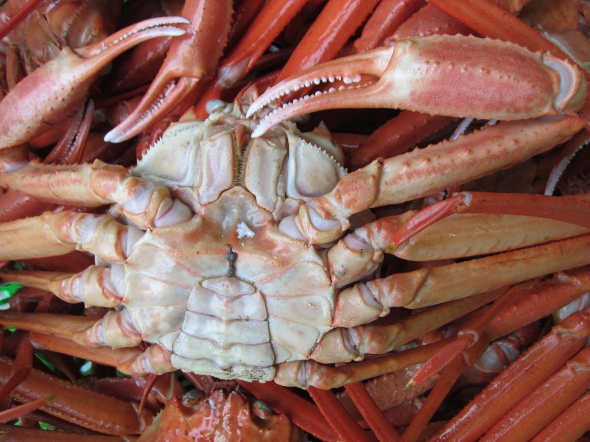 Yahoo!オークション - 10本 釜揚げ直送 【最大級5L】（1尾600-800g）.....