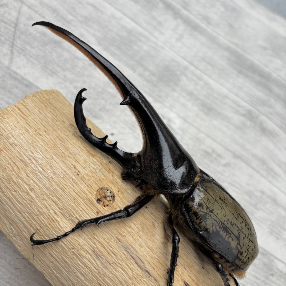 Yahoo!オークション - [east] ♂158mm♀74mmペア ヘラクレスヘラクレス...