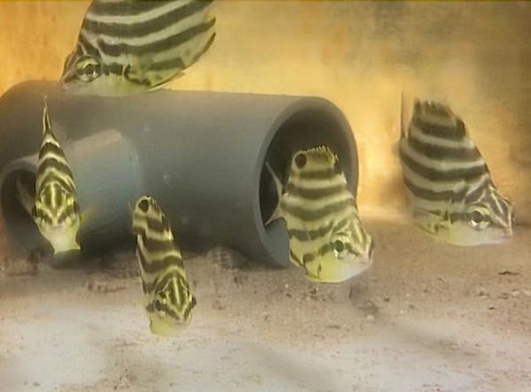 Yahoo!オークション - No24 カーリーやヒドラ対策に カゴカキダイ Mサ...