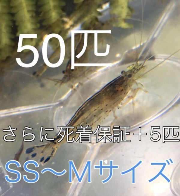 Yahoo!オークション - No65【50匹】＋予備保障5匹 ヤマトヌマエビ SS～...