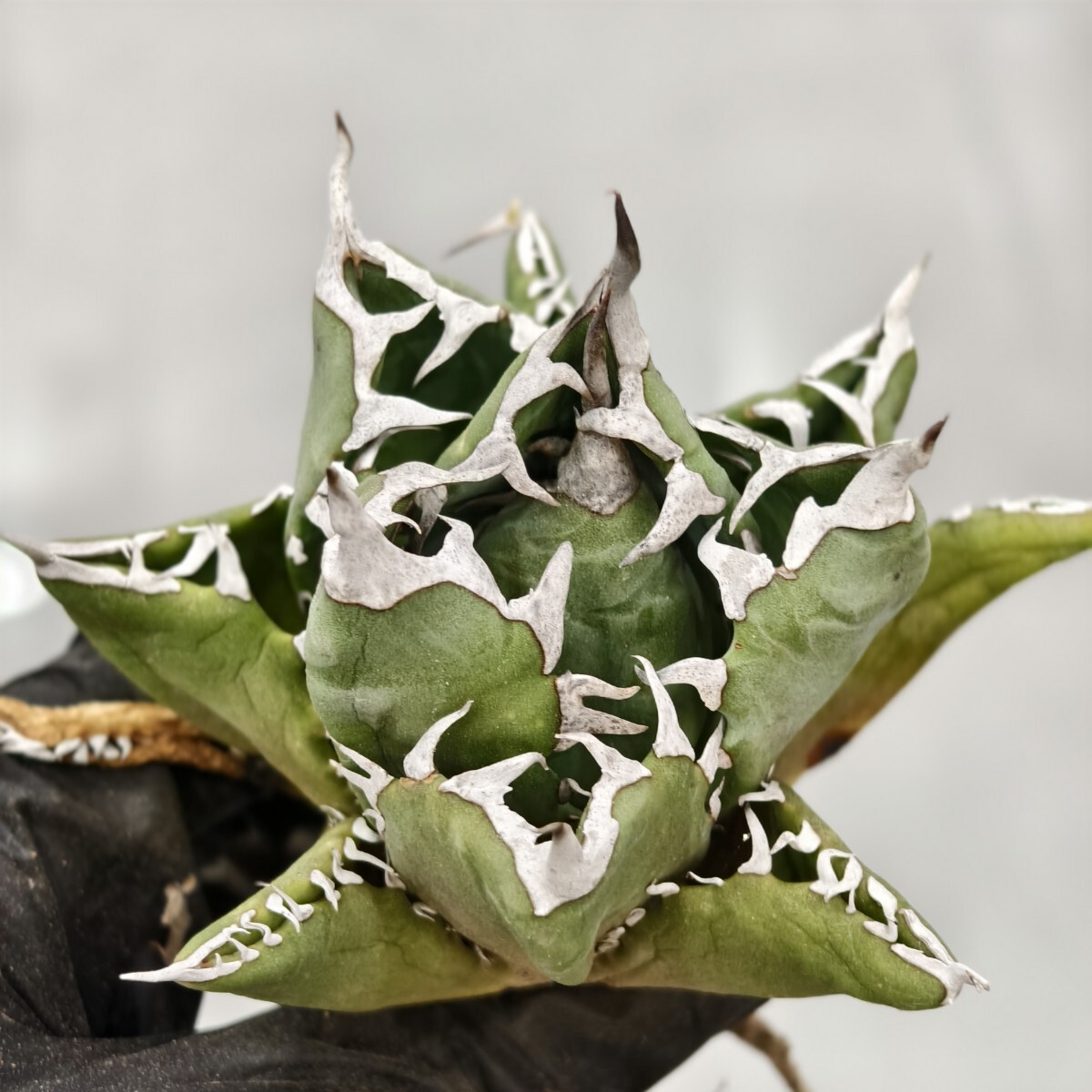 Yahoo!オークション - A129アガベ チタノタ SLG/シーザー 白鯨 フィリ...