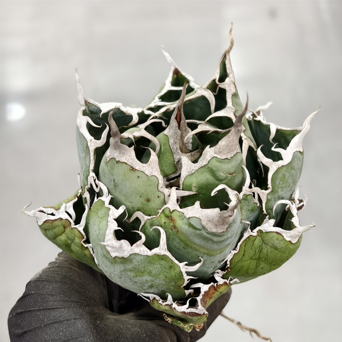 Yahoo!オークション - A148アガベ チタノタ胖鯨/検 清櫻 フィリグリー ...