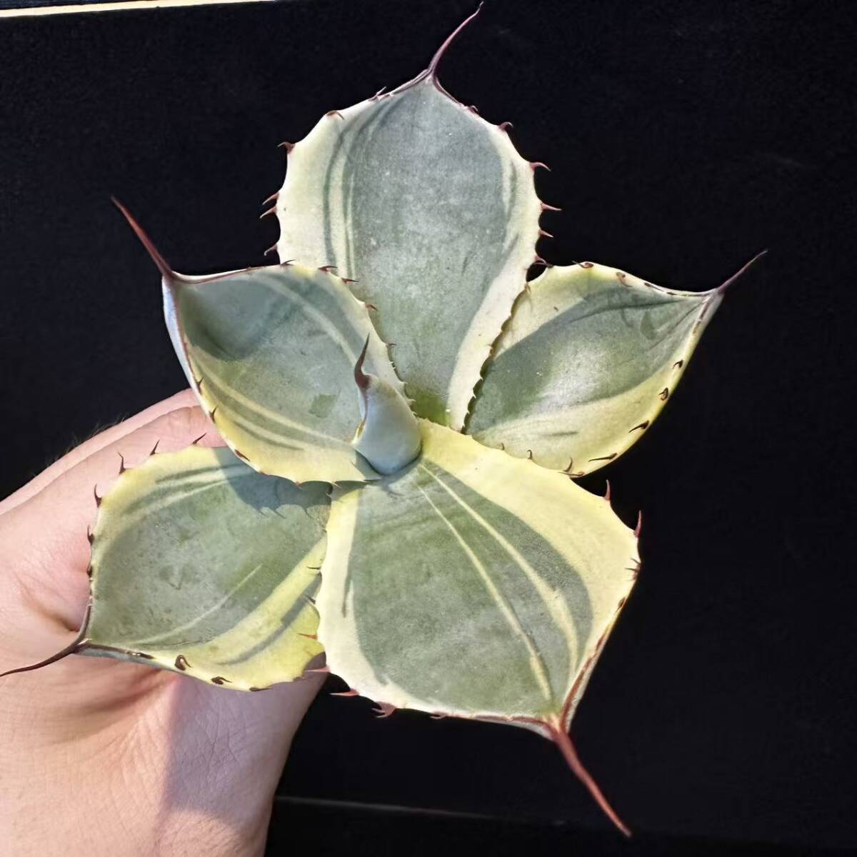 Yahoo!オークション - U-7多肉植物 アガベ Agave parryi truncata Oriz...