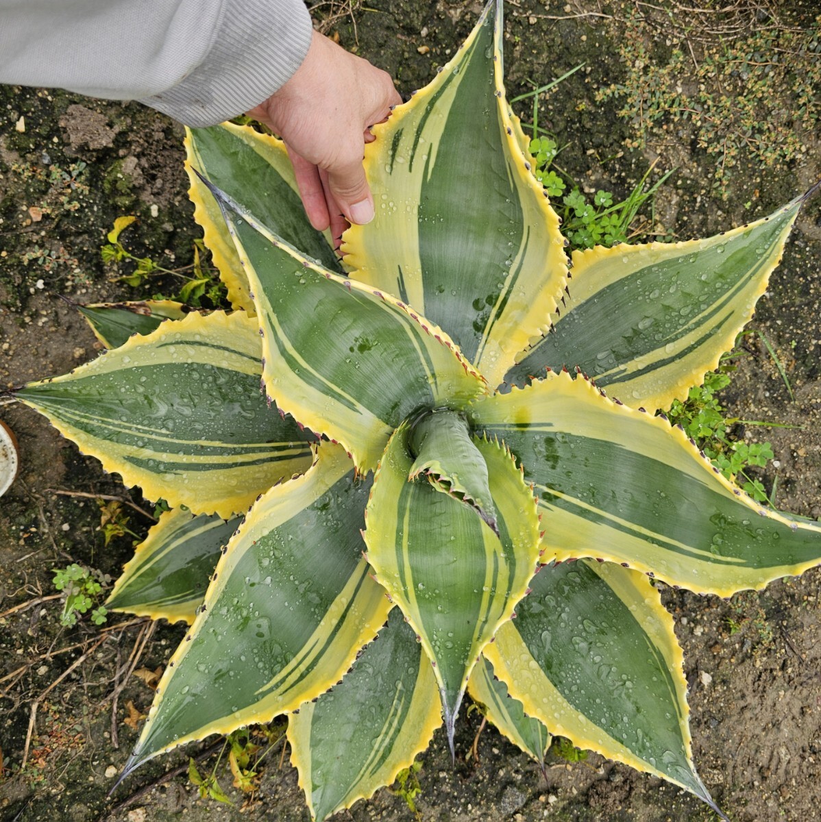 Yahoo!オークション - 現品特大65cmワイドリップルエフェクト 検（agav...