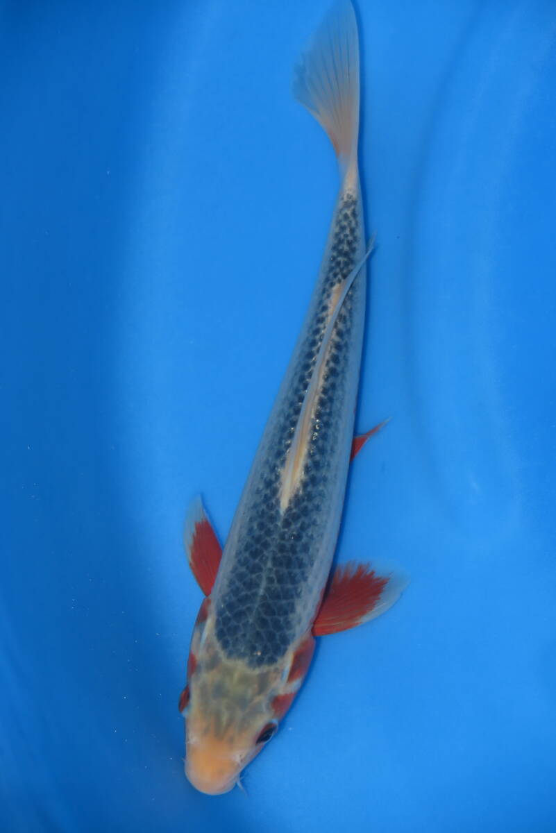 Yahoo!オークション - サービス品 浅黄 25cm前後です