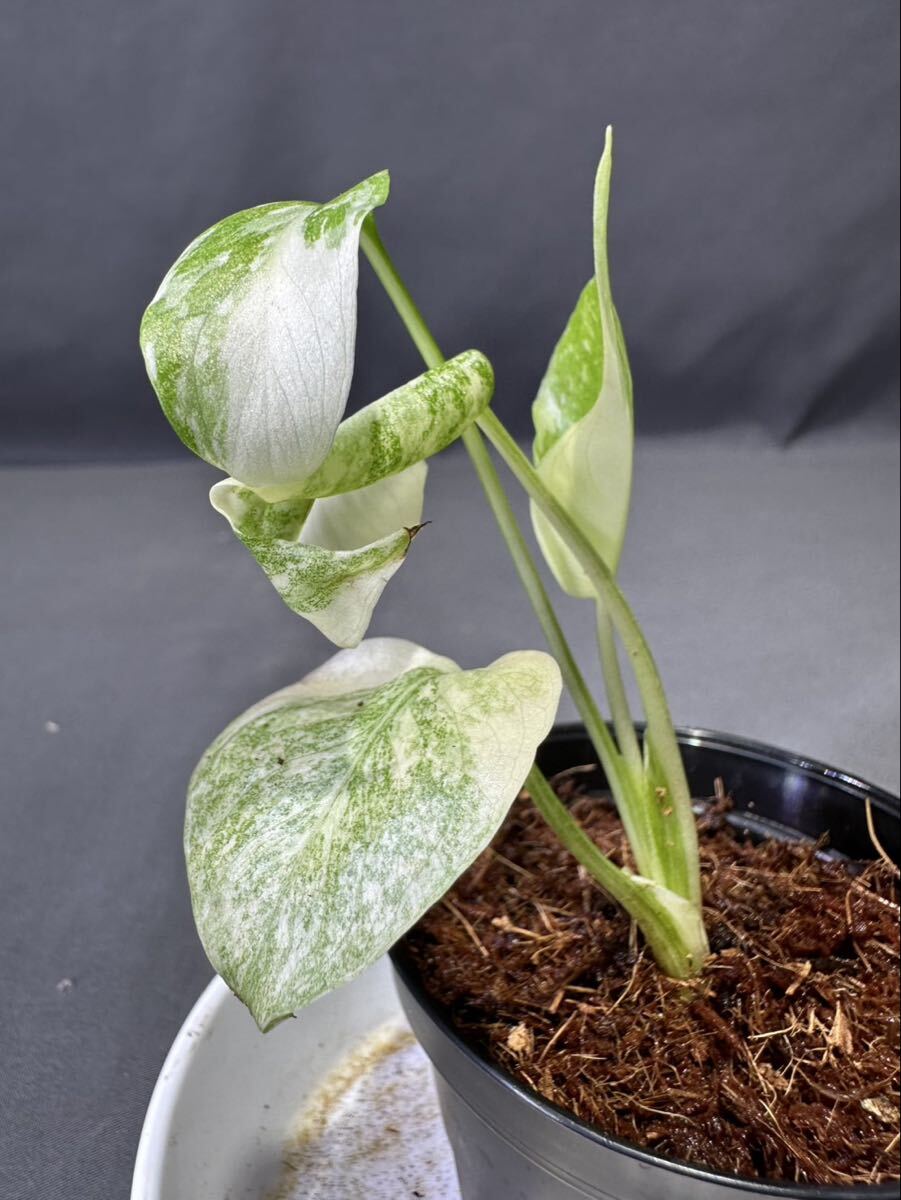 Yahoo!オークション - 【hime plants】高級Monstera Deliciosa Legacy ...