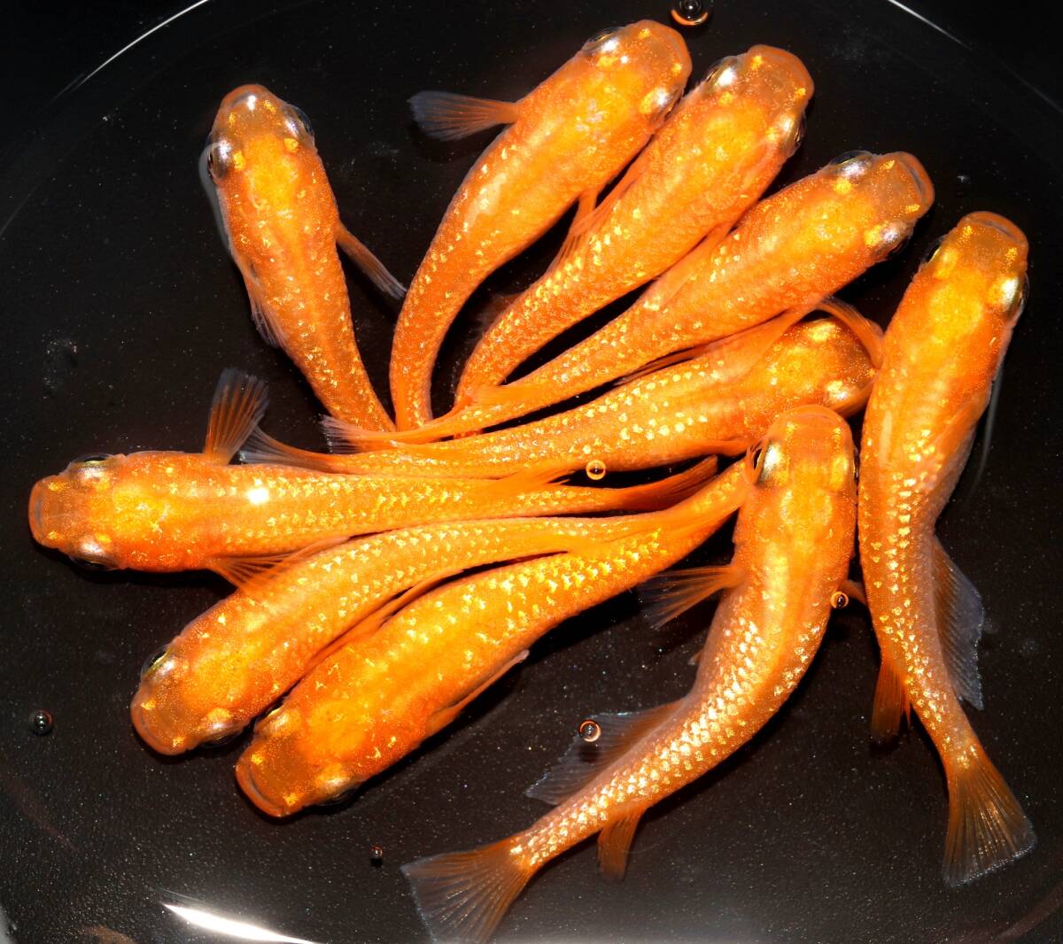 Yahoo!オークション - 【メダカ屋hottomon・現物出品】紅華 10匹 A852