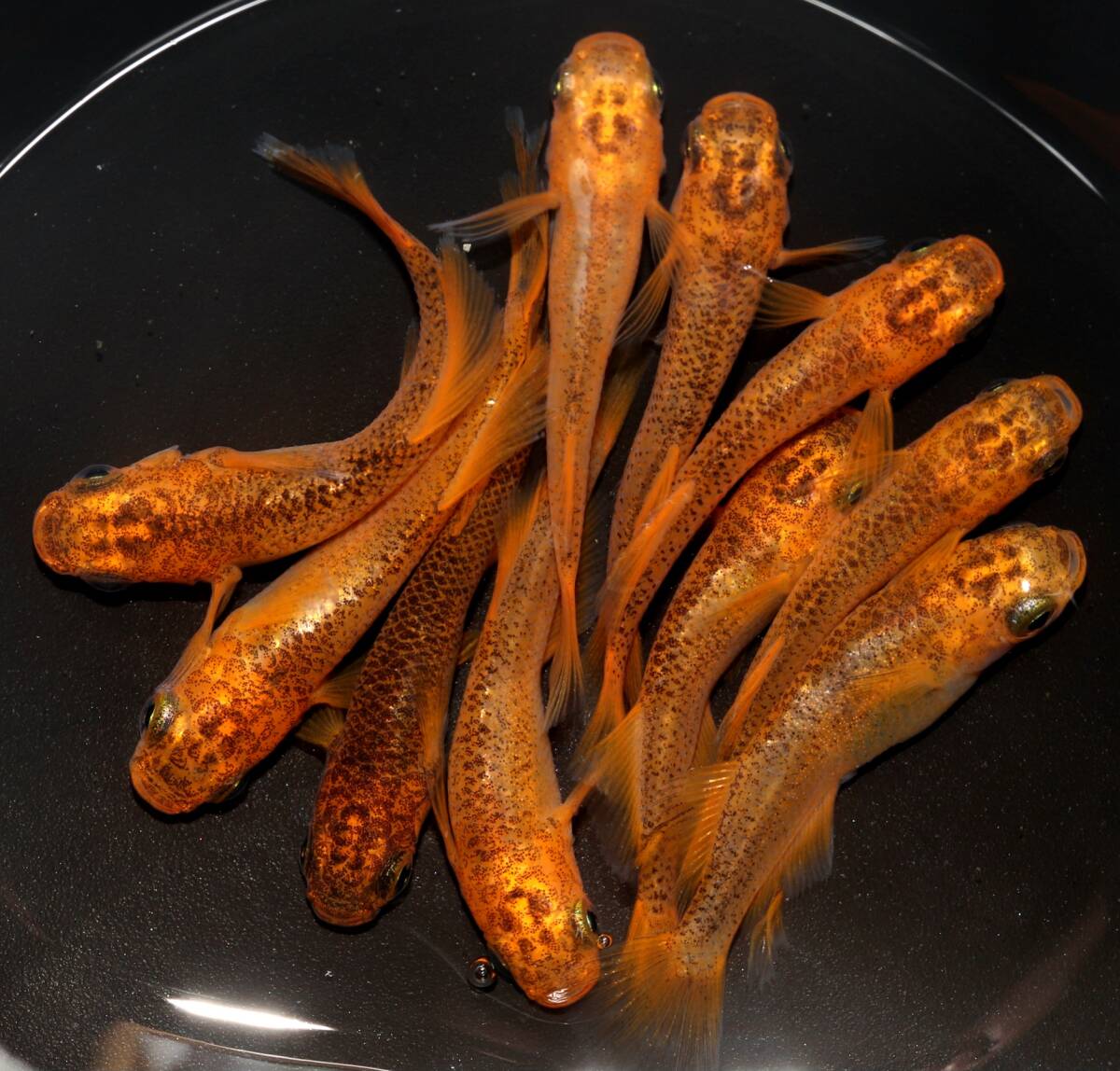 Yahoo!オークション - 【メダカ屋hottomon・現物出品】黒龍姫フレアー ...