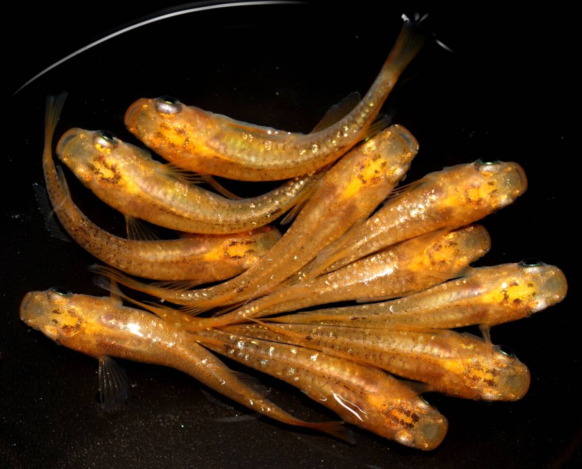 Yahoo!オークション - 【メダカ屋hottomon・現物出品】来光鏡鱗 10匹 A...