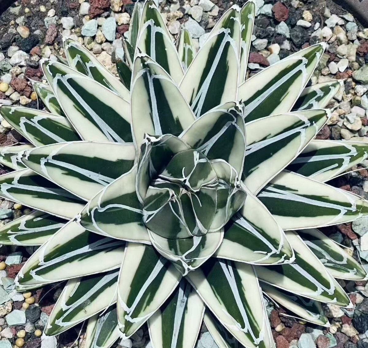 Yahoo!オークション - Lj_plants】C469 多肉植物 アガベ 丸叶氷山 特殊...