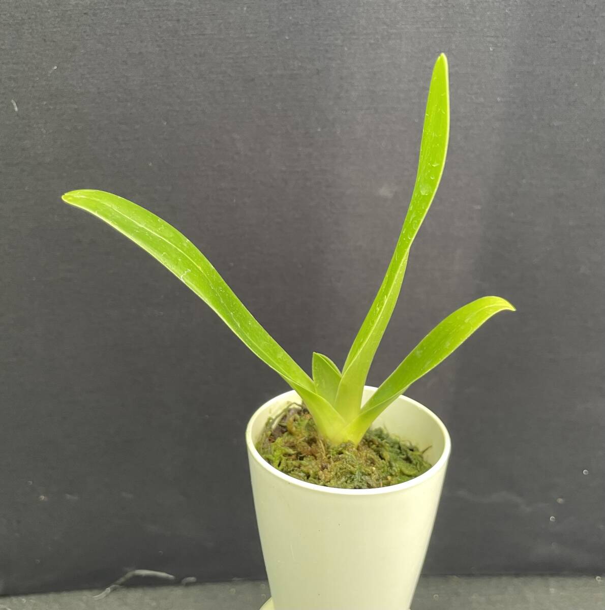 Yahoo!オークション - No.2066 Paph.lowii fma.album ‘Garyu’ x self...