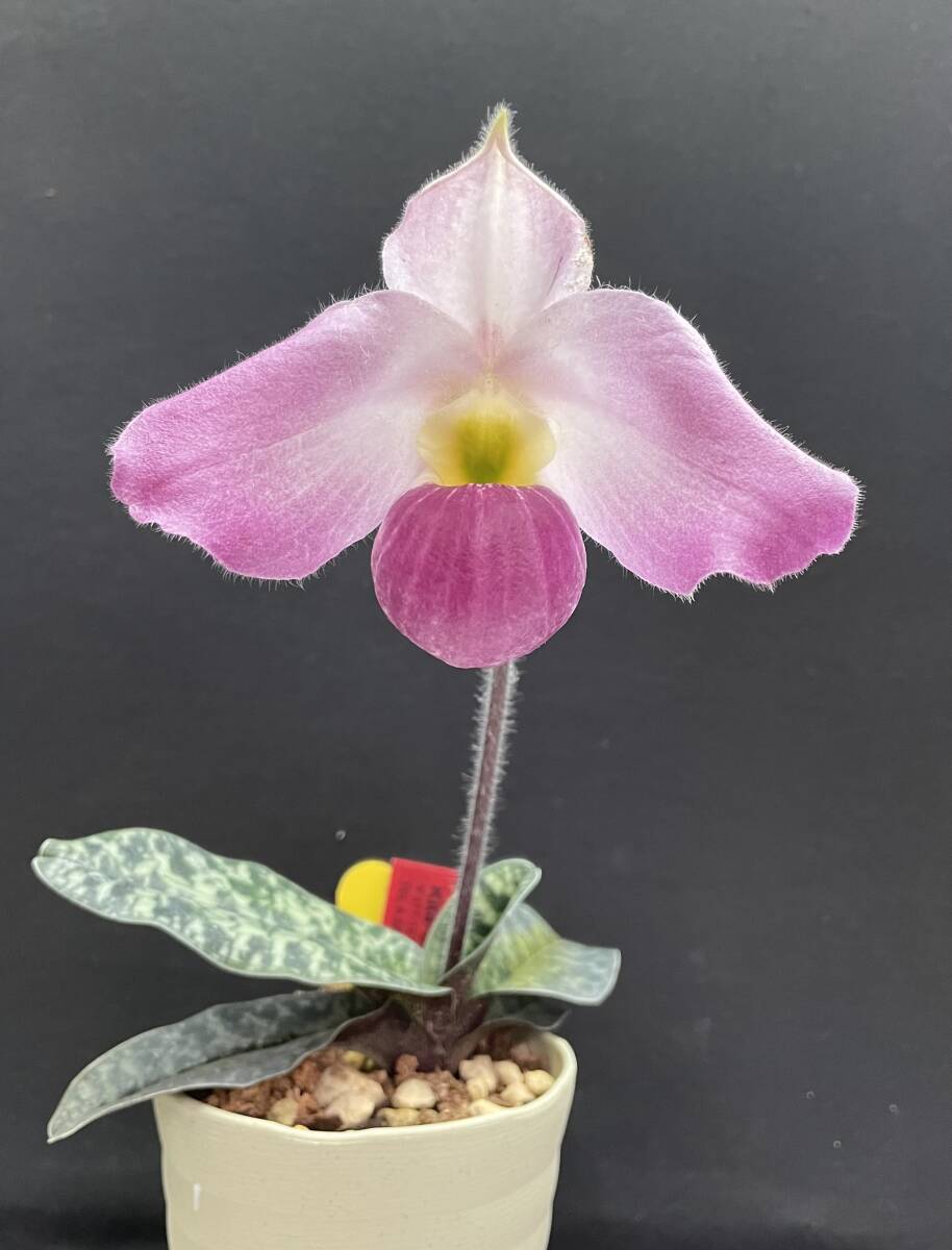 Yahoo!オークション - No.2167 Paph.kolopakingii f.album x vietnamen...