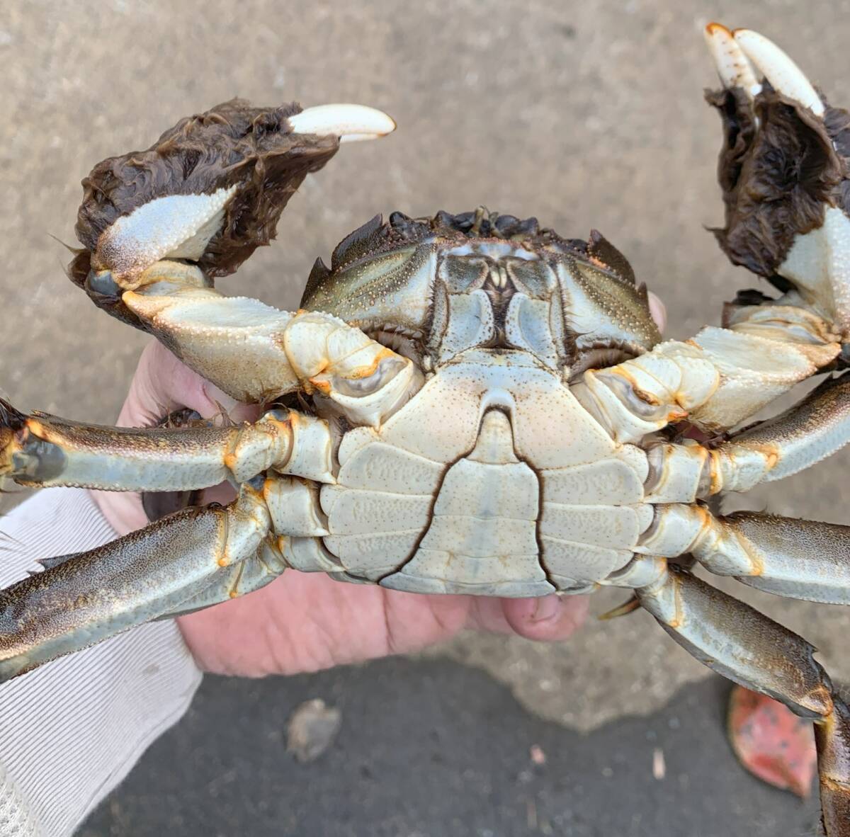 Yahoo!オークション - 10/4 超特大オス 380g以上 3枚 約1.1Kg 超特大...