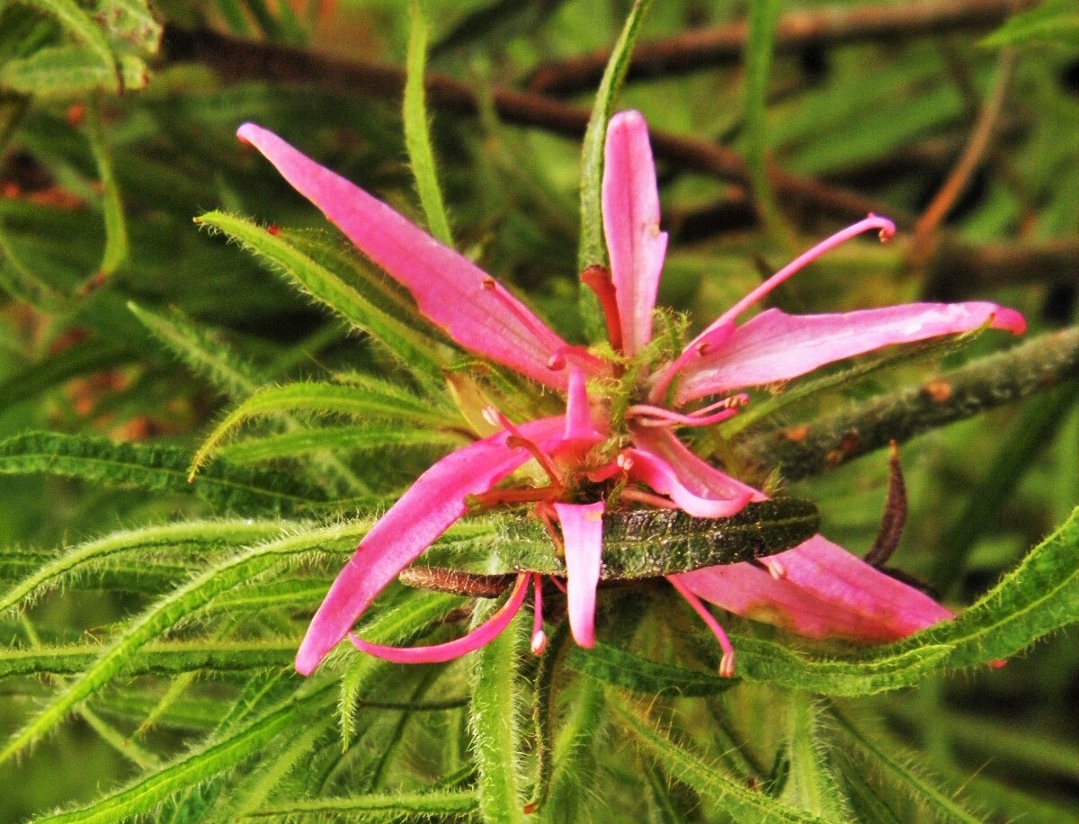 Yahoo!オークション - 細弁.采咲.細葉 モチツツジ [青海波] ・珍品・花...