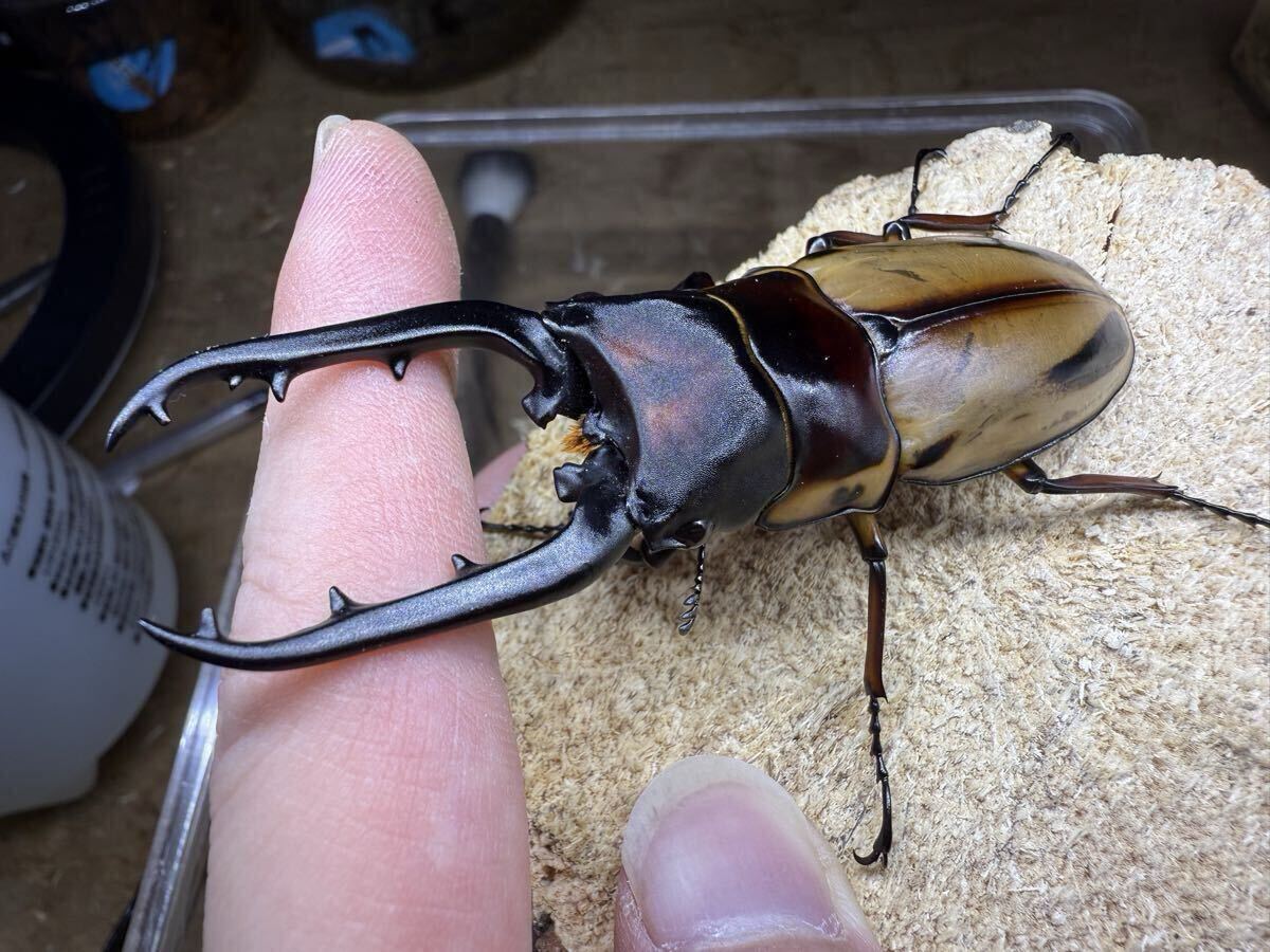 Yahoo!オークション - タカクワイ 幼虫6頭 / ♂85.8×♀37.3 / ファブ...